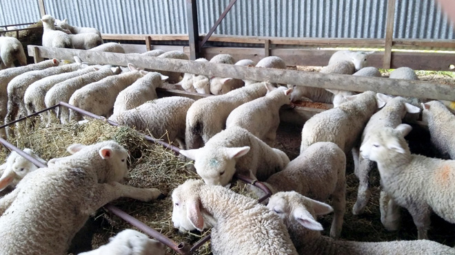 Samchaff lambs growing well on Sprayfo Primo Lamb Milk Replacer ...