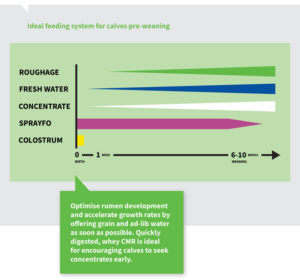 The basics of good calf rearing guide | AgrivantageAgriVantage