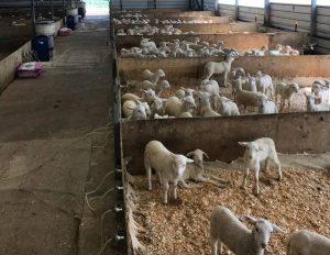 Sprayfo lambs gain up to 600g daily - AgriVantageAgriVantage