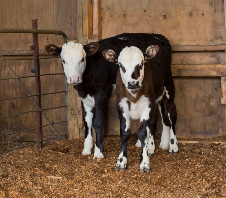 The Scouring Calf Prevention and treatment - AgriVantageAgriVantage