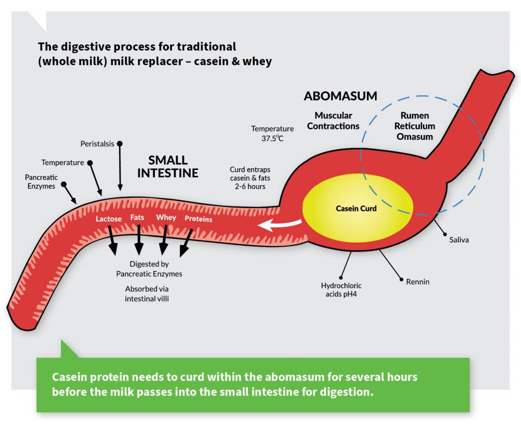 Why use whey milk replacer | AgrivantageAgriVantage